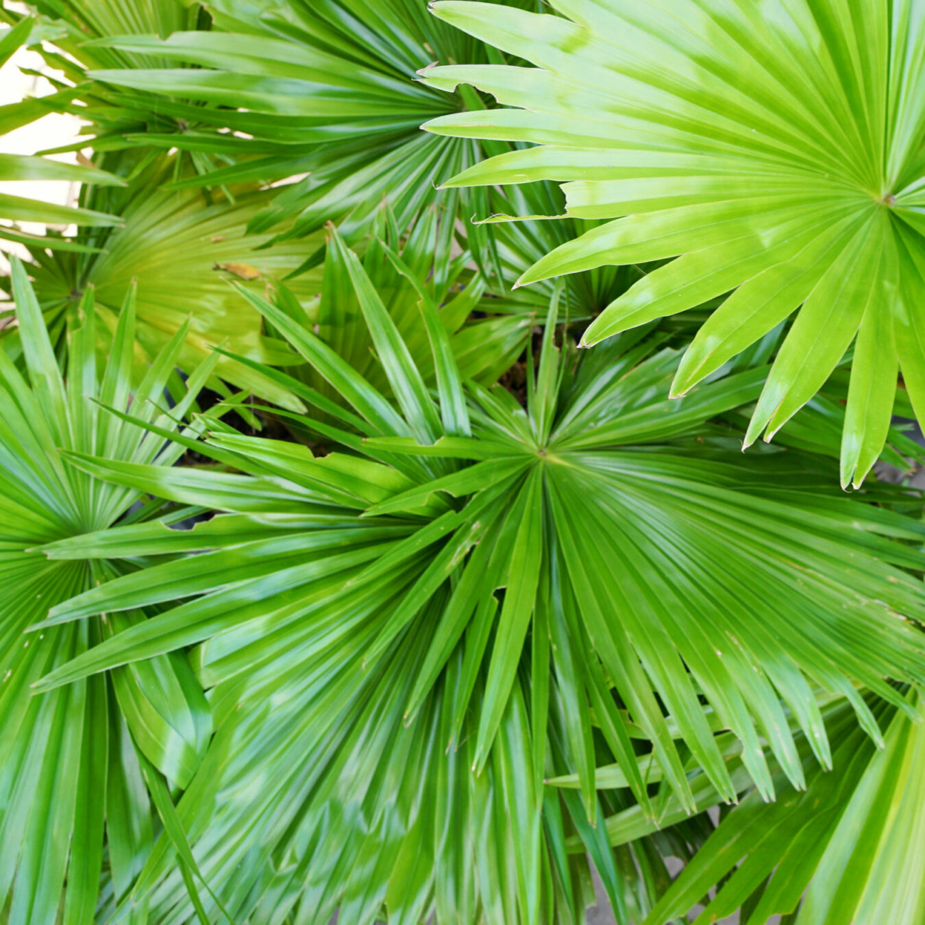 Ginseng, the King of Herbs - The Alchemist's Kitchen