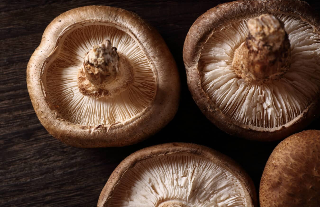 Is Shiitake The Elixir of Life? - The Alchemist's Kitchen
