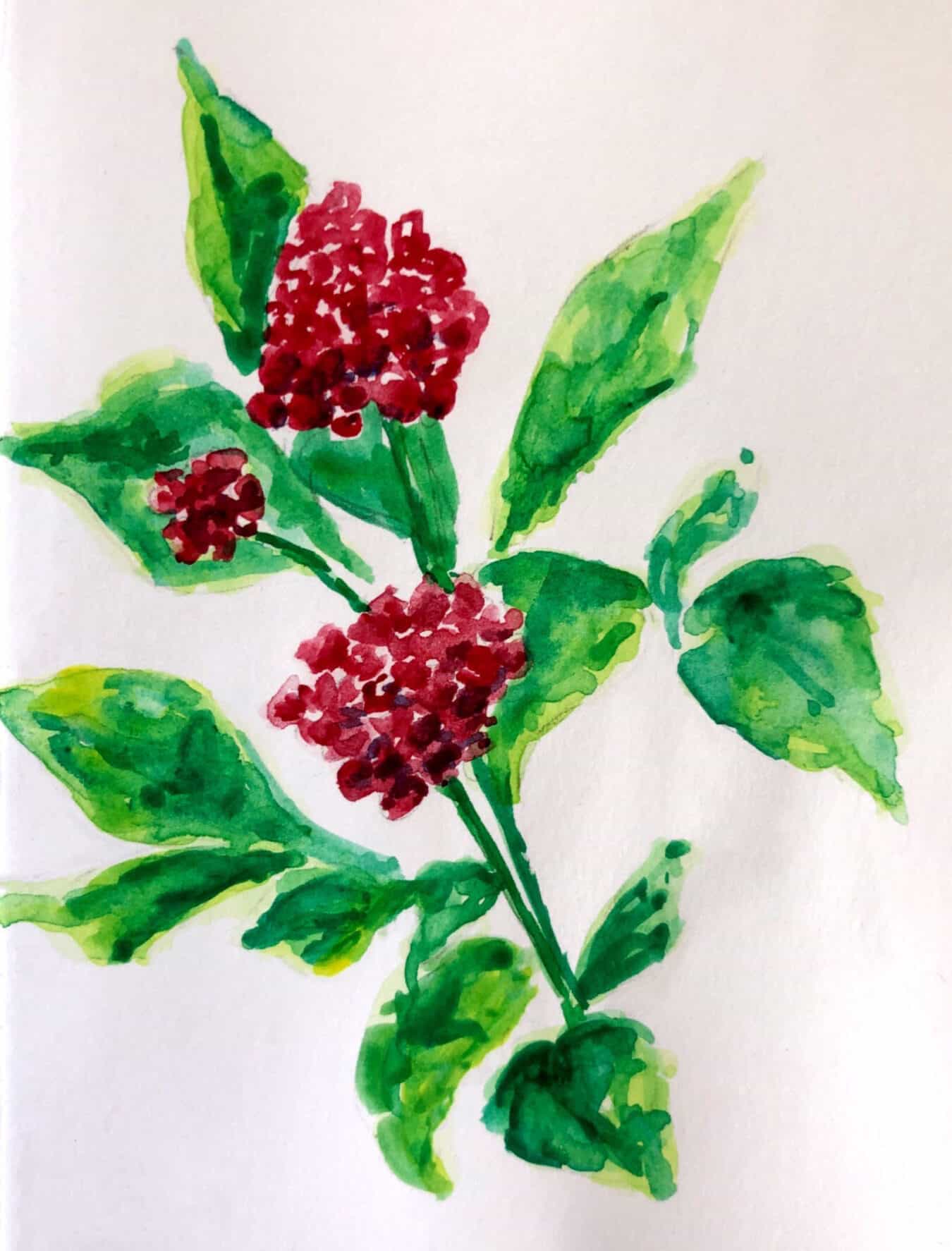 The Medicinal Power of Korean Red Ginseng - The Alchemist's Kitchen