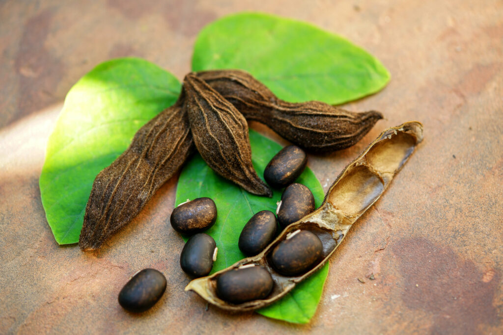 Mucuna Pruriens: Building Our Strengths - The Alchemist's Kitchen