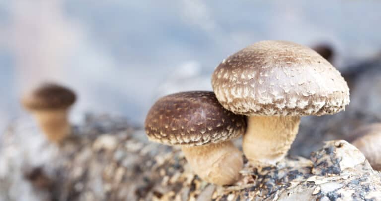 Is Shiitake The Elixir of Life? - The Alchemist's Kitchen