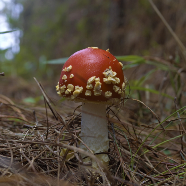Top 10 Places to Forage for Mushrooms - The Alchemist's Kitchen