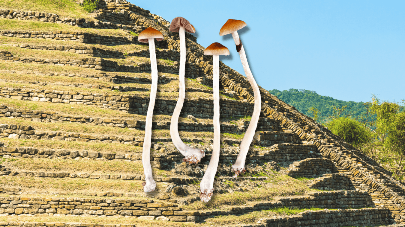 Psychedelic Renaissance: The History and Rebirth of Psilocybin ...