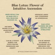 Blue Lotus: Flower of Intuitive Ascension - The Alchemist's Kitchen
