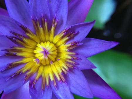 Blue Lotus: Flower of Intuitive Ascension - The Alchemist's Kitchen