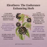 Eleuthero: The Endurance Enhancing Herb - The Alchemist's Kitchen