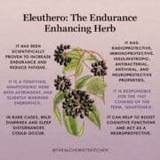 Eleuthero: The Endurance Enhancing Herb - The Alchemist's Kitchen