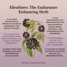 Eleuthero: The Endurance Enhancing Herb - The Alchemist's Kitchen