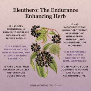 Eleuthero: The Endurance Enhancing Herb - The Alchemist's Kitchen