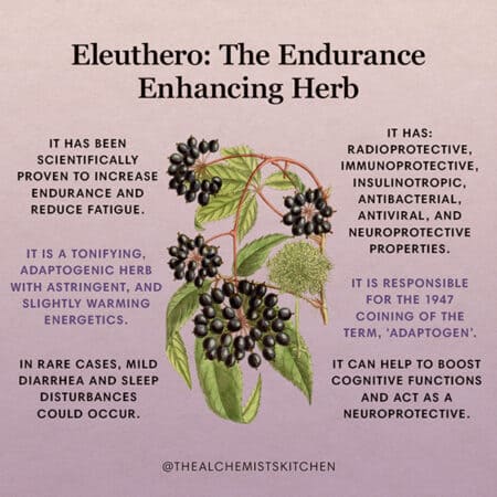Eleuthero: The Endurance Enhancing Herb - The Alchemist's Kitchen