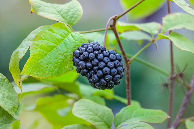 Eleuthero: The Endurance Enhancing Herb - The Alchemist's Kitchen