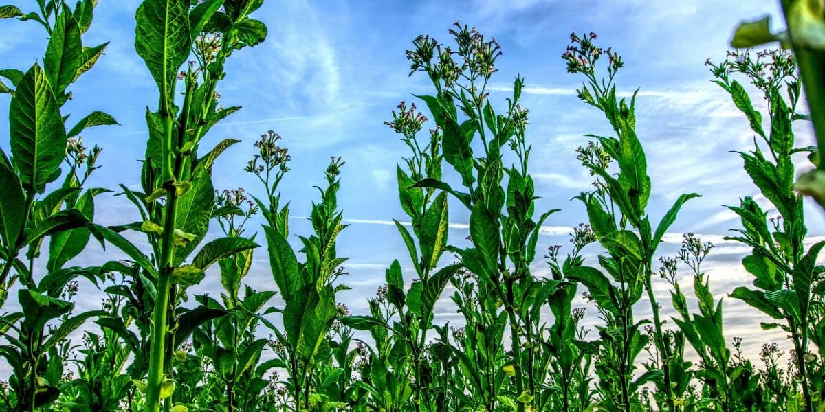 Five Questions with The Sabina Project | The Alchemist's Kitchen