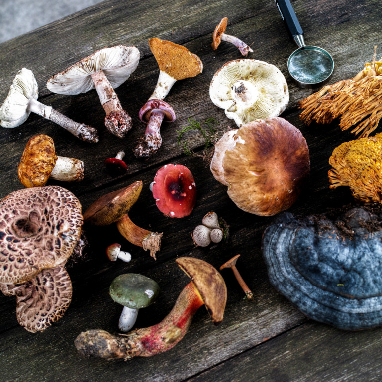 Top 10 Places to Forage for Mushrooms | The Alchemist's Kitchen