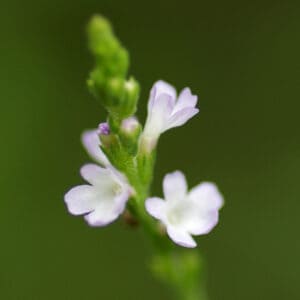 Gromwell Root: A Natural Anti-Viral Ally - The Alchemist's Kitchen