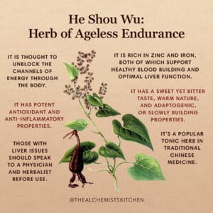 He Shou Wu: Herb of Ageless Endurance - The Alchemist's Kitchen