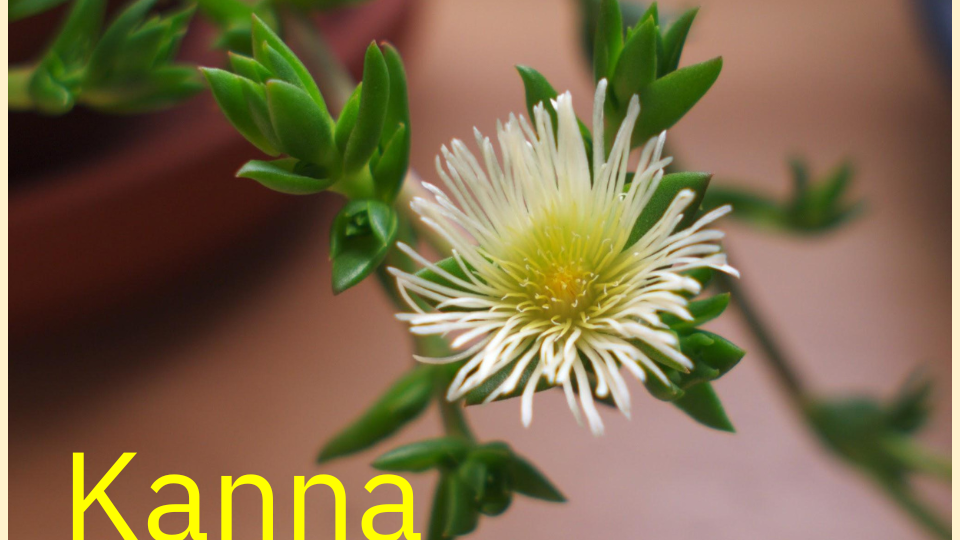 Kava Kava and Kanna: Herbal Harmony - The Alchemist's Kitchen