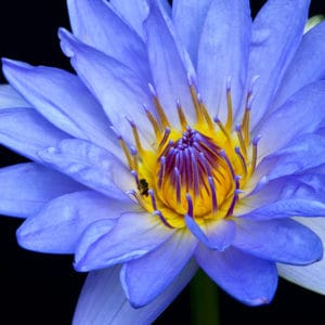 Blue Lotus for Dreams & Visions - The Alchemist's Kitchen