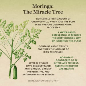 Moringa: The Miracle Tree - The Alchemist's Kitchen