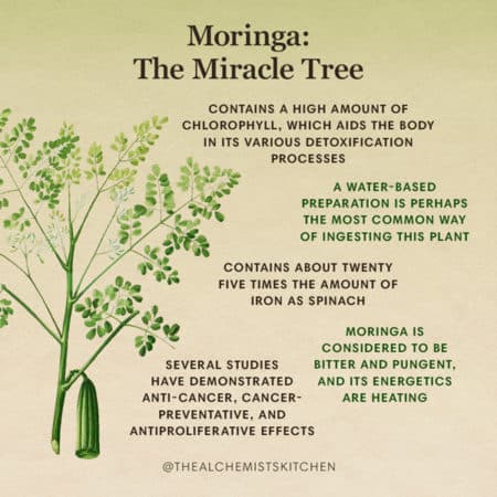 Moringa: The Miracle Tree - The Alchemist's Kitchen