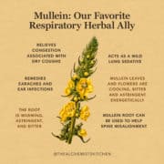 Mullein: Our Favorite Respiratory Herbal Ally - The Alchemist's Kitchen