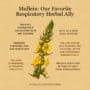 Mullein: Our Favorite Respiratory Herbal Ally - The Alchemist's Kitchen