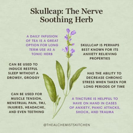 Skullcap: The Nerve Soothing Herb - The Alchemist's Kitchen