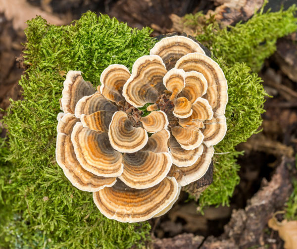 The Gut Healing Benefits of Turkey Tail Mushrooms - The Alchemist's Kitchen