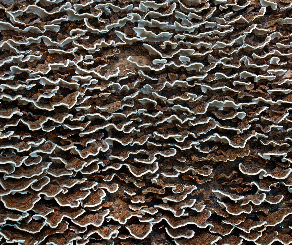 The Gut Healing Benefits of Turkey Tail Mushrooms - The Alchemist's Kitchen