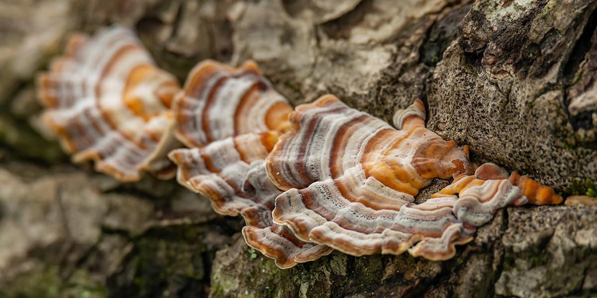 Turkey Tail: The Multifaceted Medicinal Mushroom