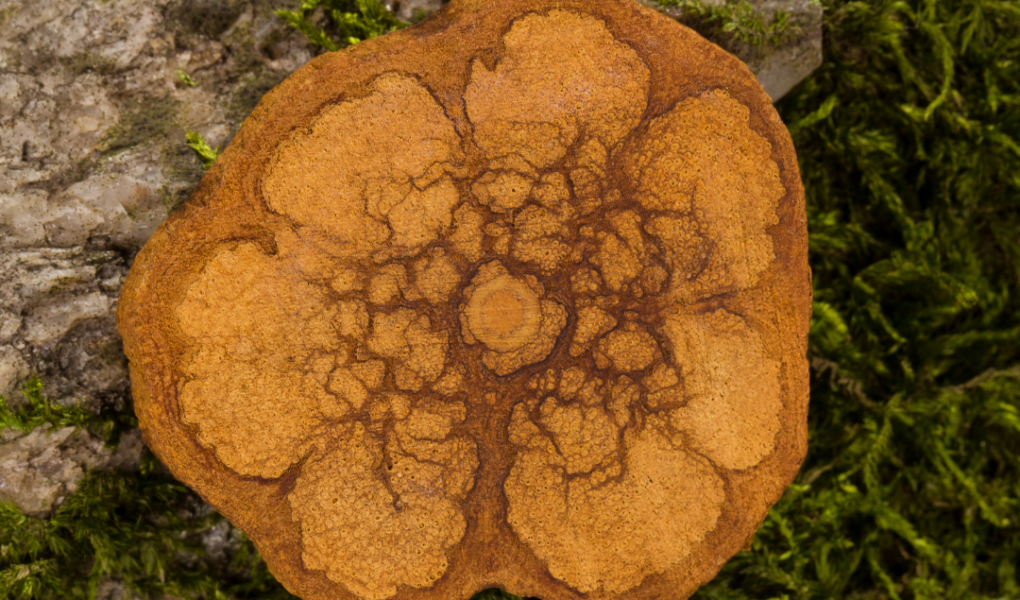 Ingredient Spotlight: Artist’s Conk & Red Belted Conk - The Alchemist's ...