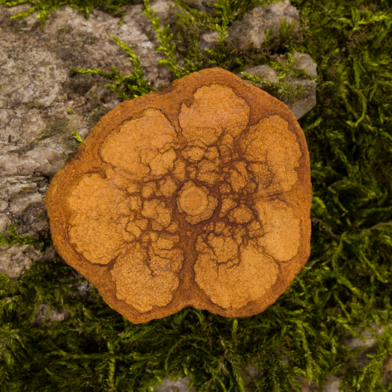The Benefits of Osha Root & How To Prepare Your Own Recipe - The ...