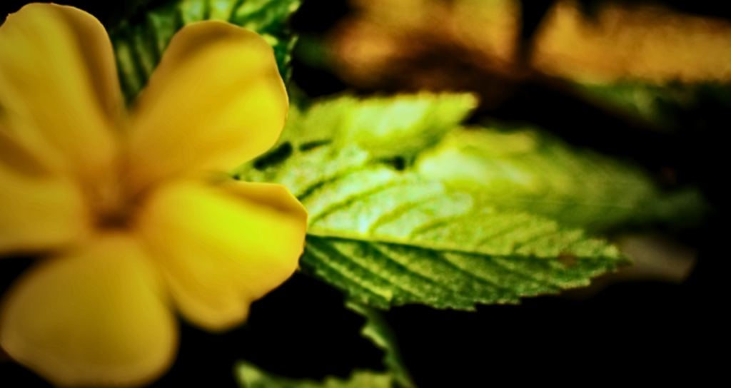 From Tea to Smoking: Damiana’s Journey to Your Intimate Parts - The ...