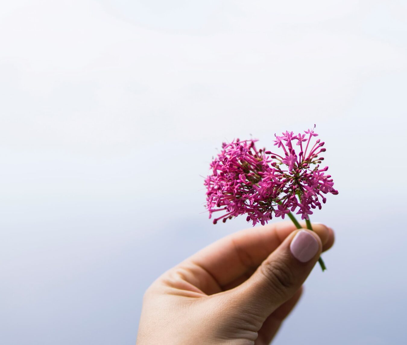 5 Herbs to Treat Crippling Insomnia - The Alchemist's Kitchen