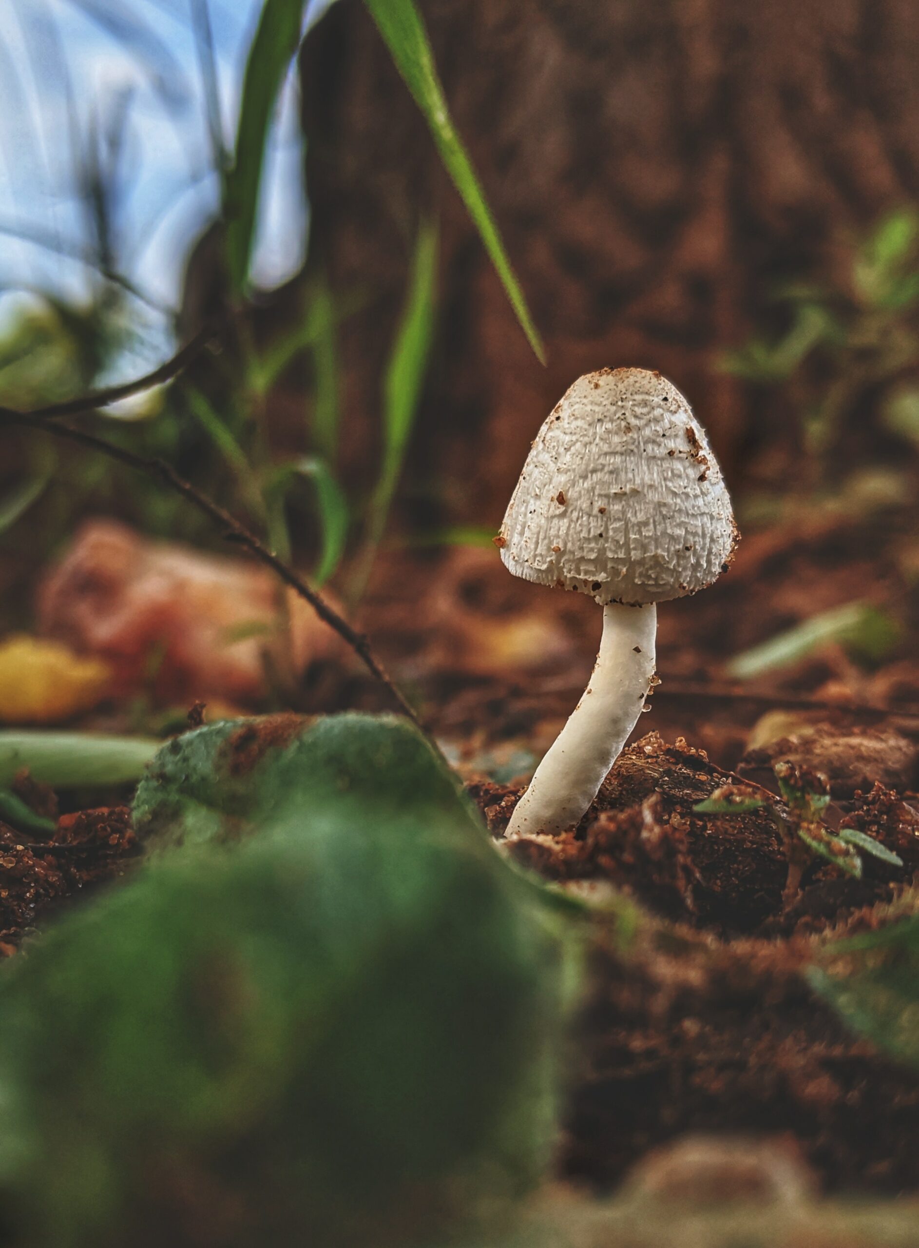 Psychedelics 101: History, Types, and More - The Alchemist's Kitchen