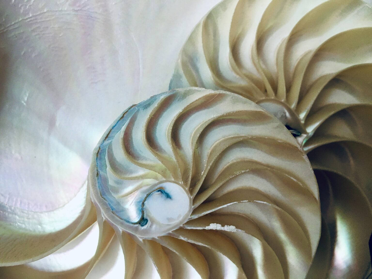 The Sacred Geometry of Nautilus Shells - The Alchemist's Kitchen