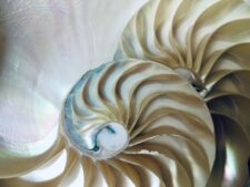 The Sacred Geometry of Nautilus Shells - The Alchemist's Kitchen