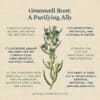 Gromwell Root: A Natural Anti-Viral Ally - The Alchemist's Kitchen