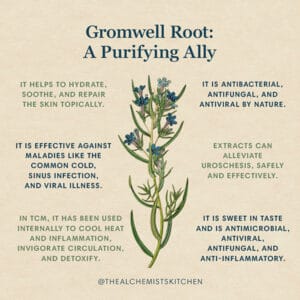 Gromwell Root: A Natural Anti-Viral Ally - The Alchemist's Kitchen