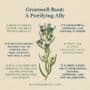 Gromwell Root: A Natural Anti-Viral Ally - The Alchemist's Kitchen