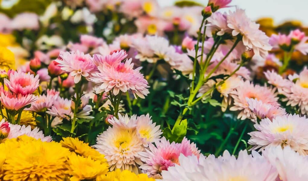 Flower Essences: What Are They and How Do I Use Them? - The Alchemist's ...