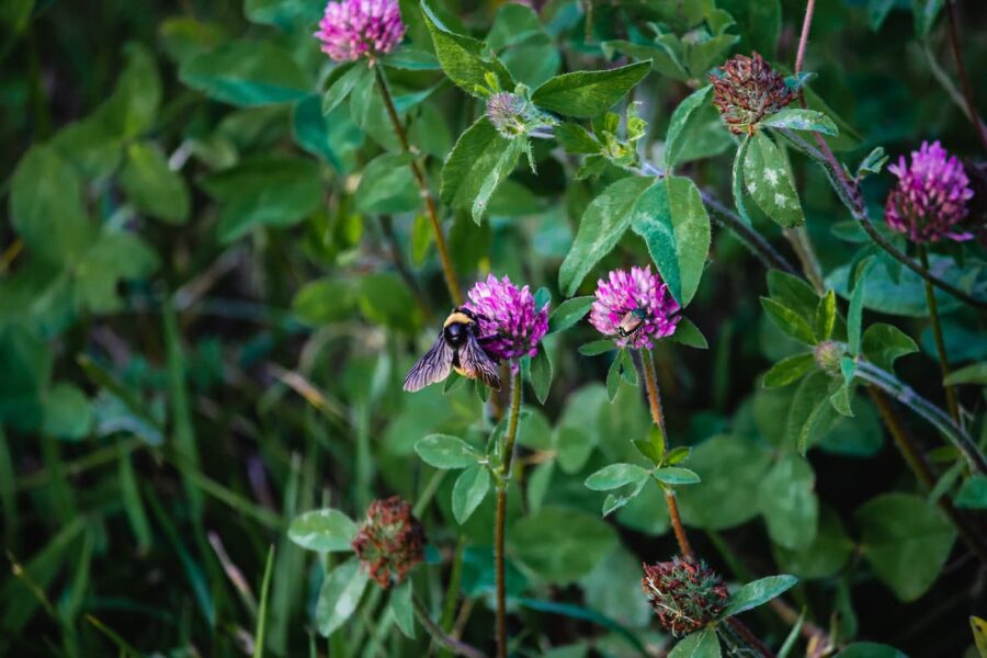 Red Clover for Hormonal Health - The Alchemist's Kitchen