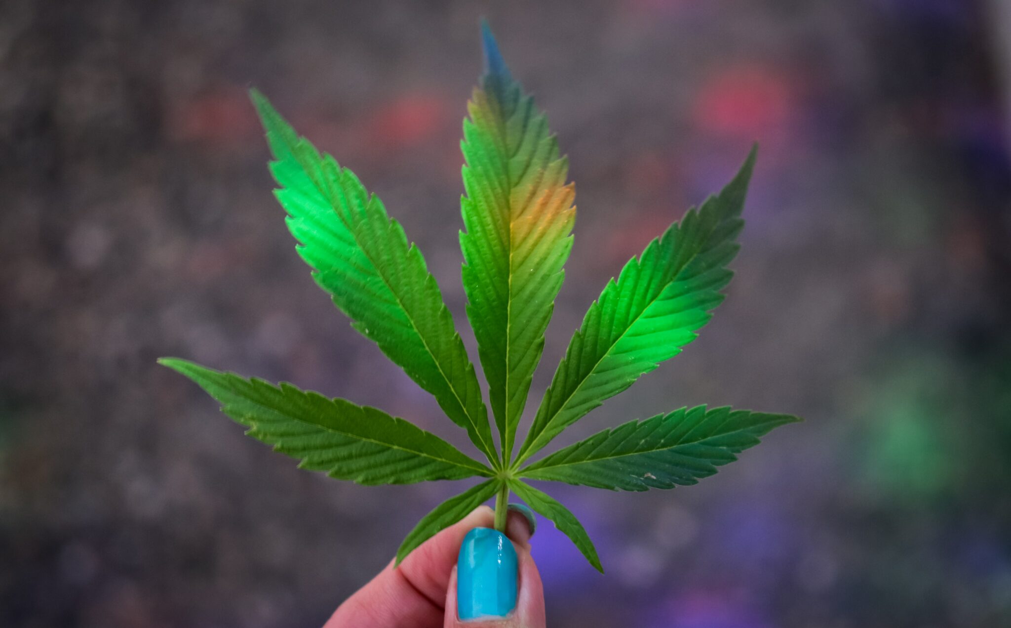 The History Behind 420 - The Alchemist's Kitchen