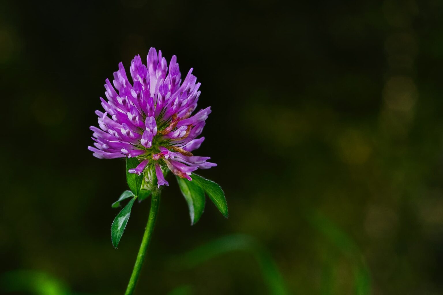 Red Clover for Hormonal Health - The Alchemist's Kitchen
