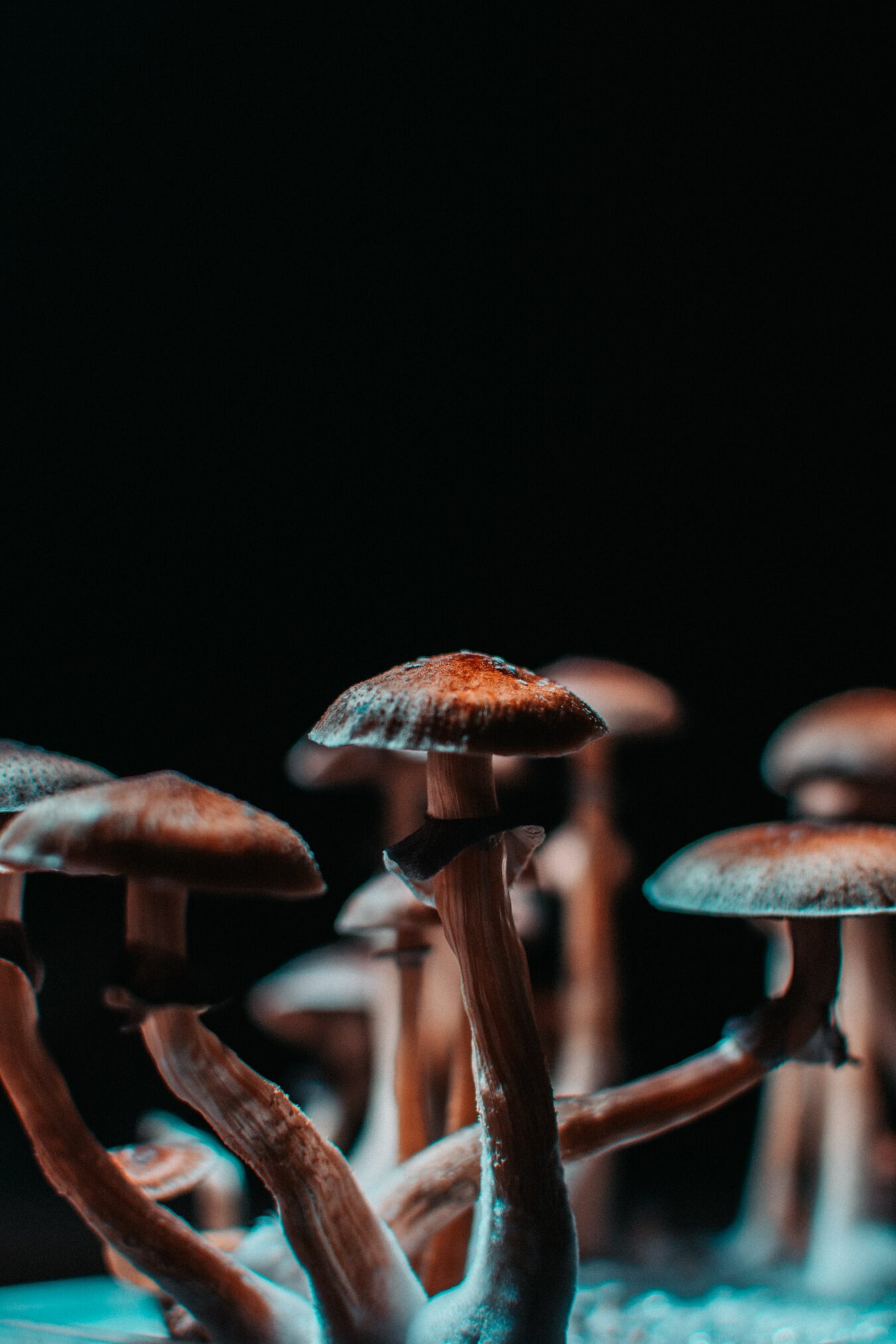 The Magic of Microdosing Psychedelics - The Alchemist's Kitchen