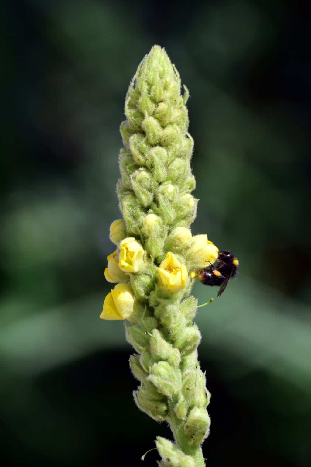 Mullein: Our Favorite Respiratory Herbal Ally - The Alchemist's Kitchen