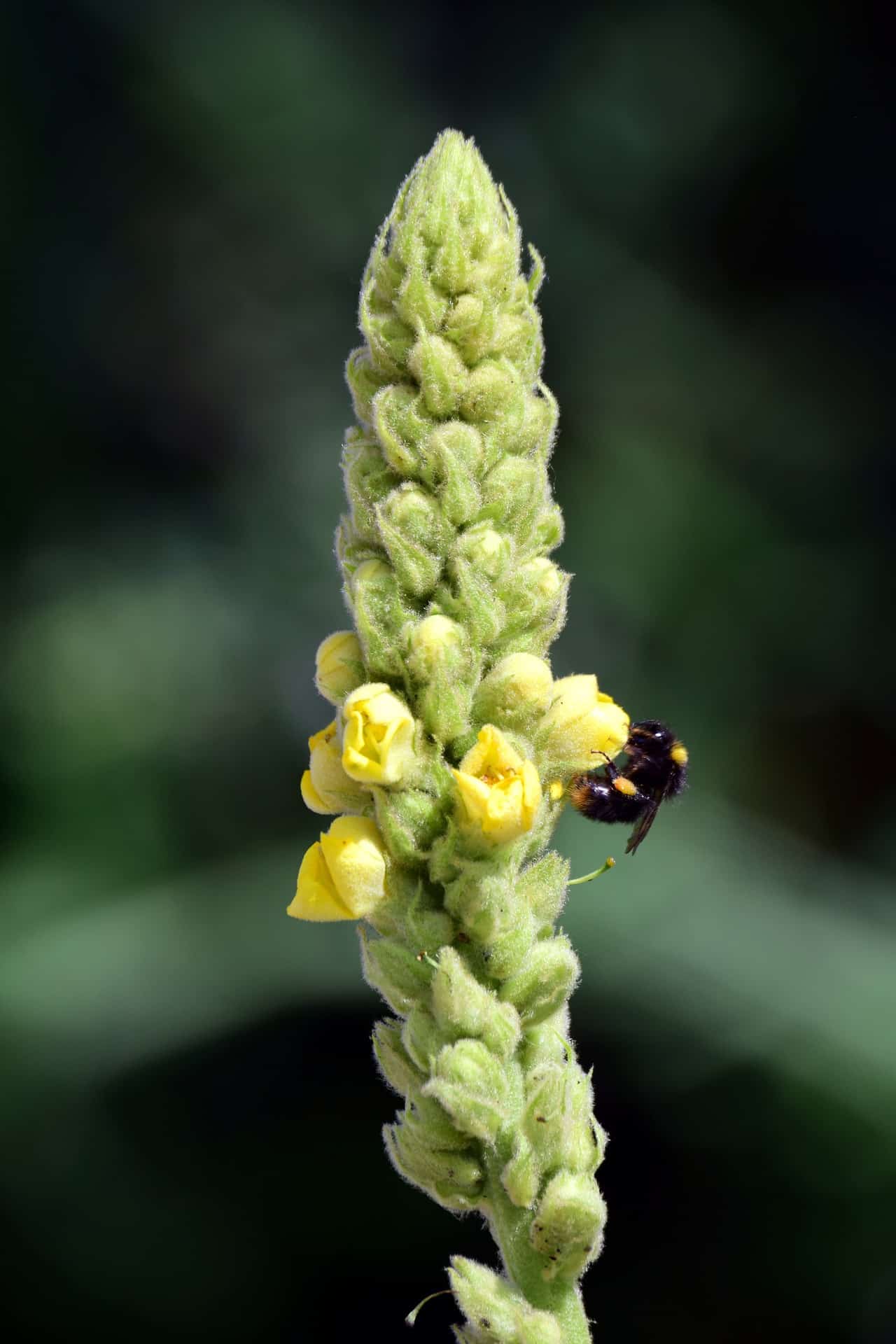 Mullein: Our Favorite Respiratory Herbal Ally - The Alchemist's Kitchen