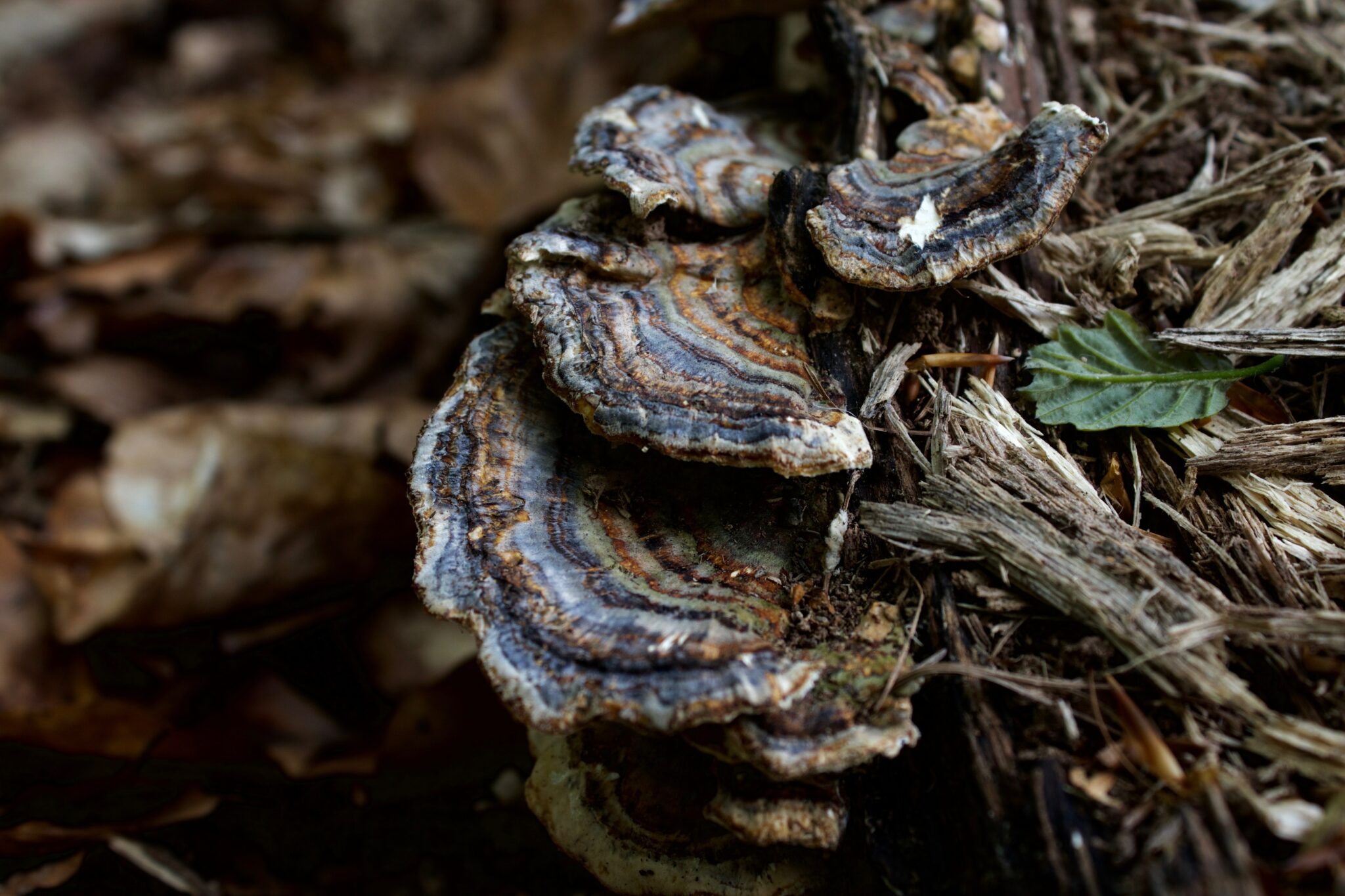 The Immunity Boosting Power of Turkey Tail - The Alchemist's Kitchen