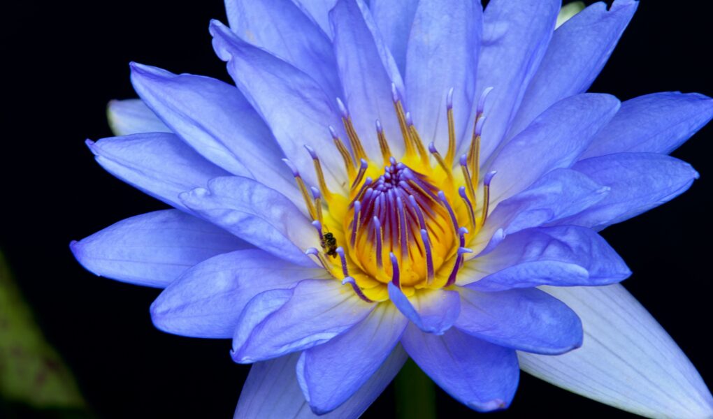 Blue Lotus for Dreams & Visions - The Alchemist's Kitchen