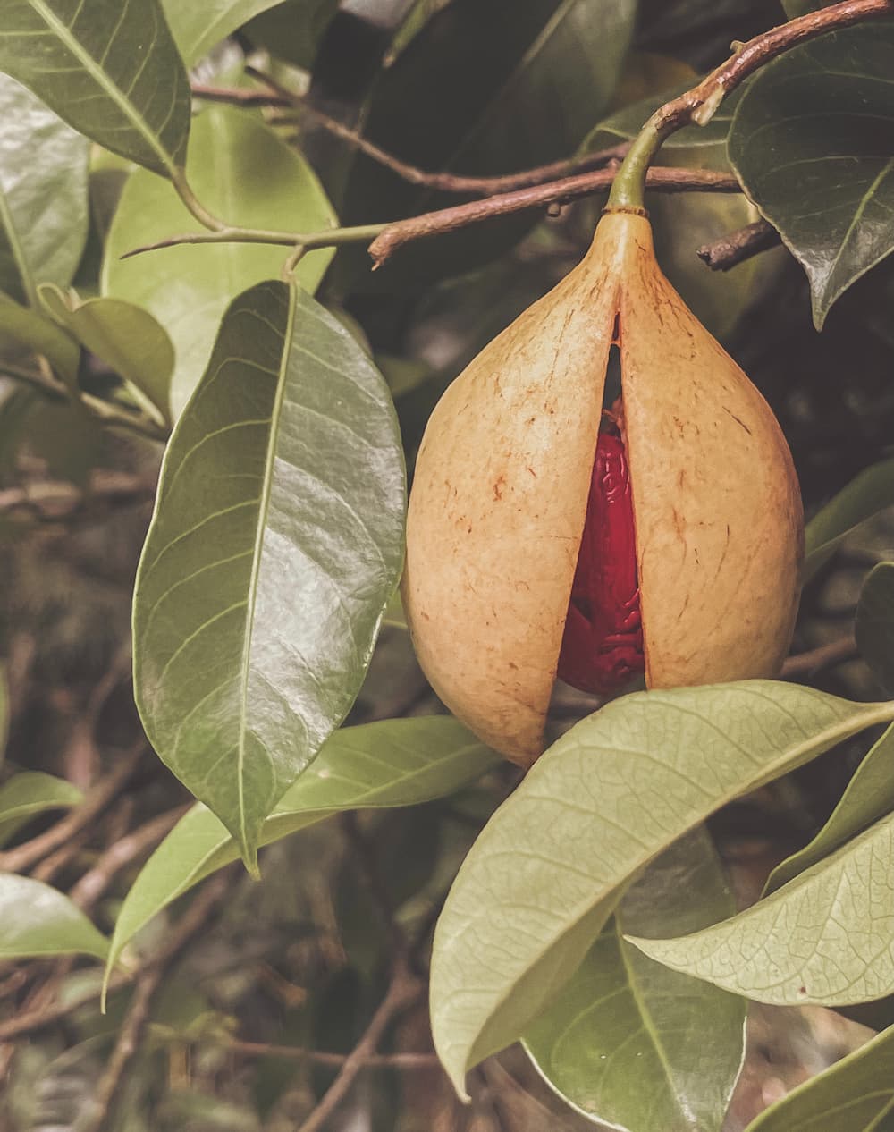 Nutmeg: The Herb for Warmth and Sensuality - The Alchemist's Kitchen